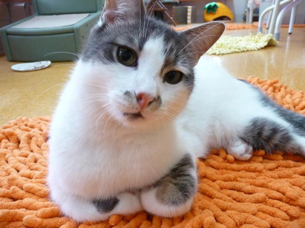 Wobbly Cat Surprises Others With What He Can Do, Now Helps Special ...