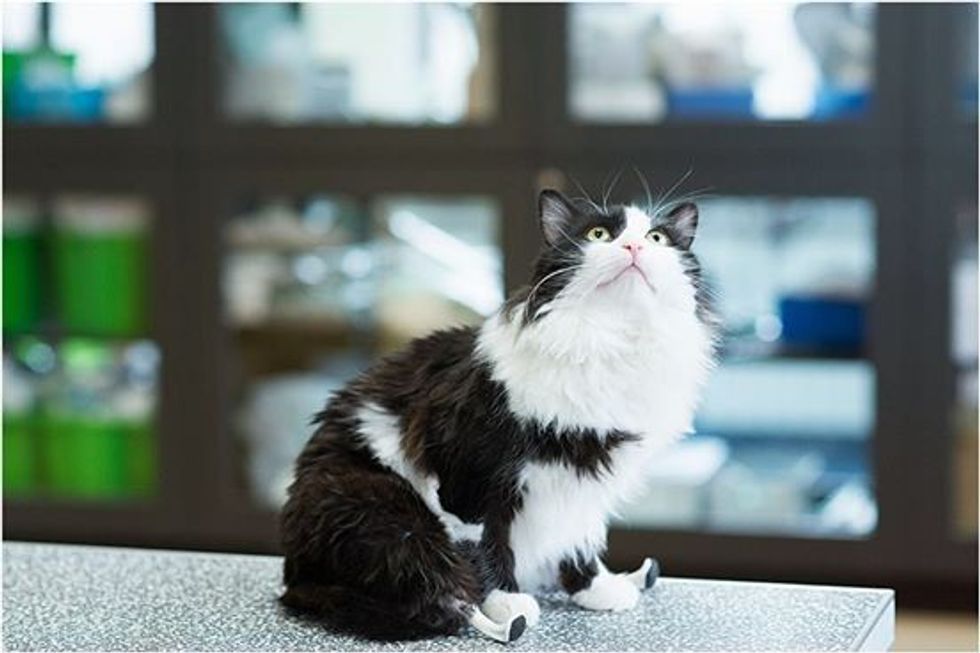 Cat Who Lost Hind Legs is Given a New Pair of Special Legs, Now A Few ...