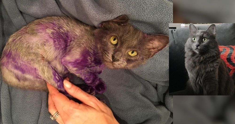 Cat Found Covered in Purple Has Grown Back His Glorious Gray Coat (with ...