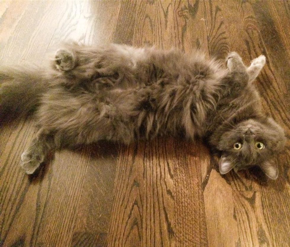 Cat Found Covered in Purple Has Grown Back His Glorious Gray Coat (with ...
