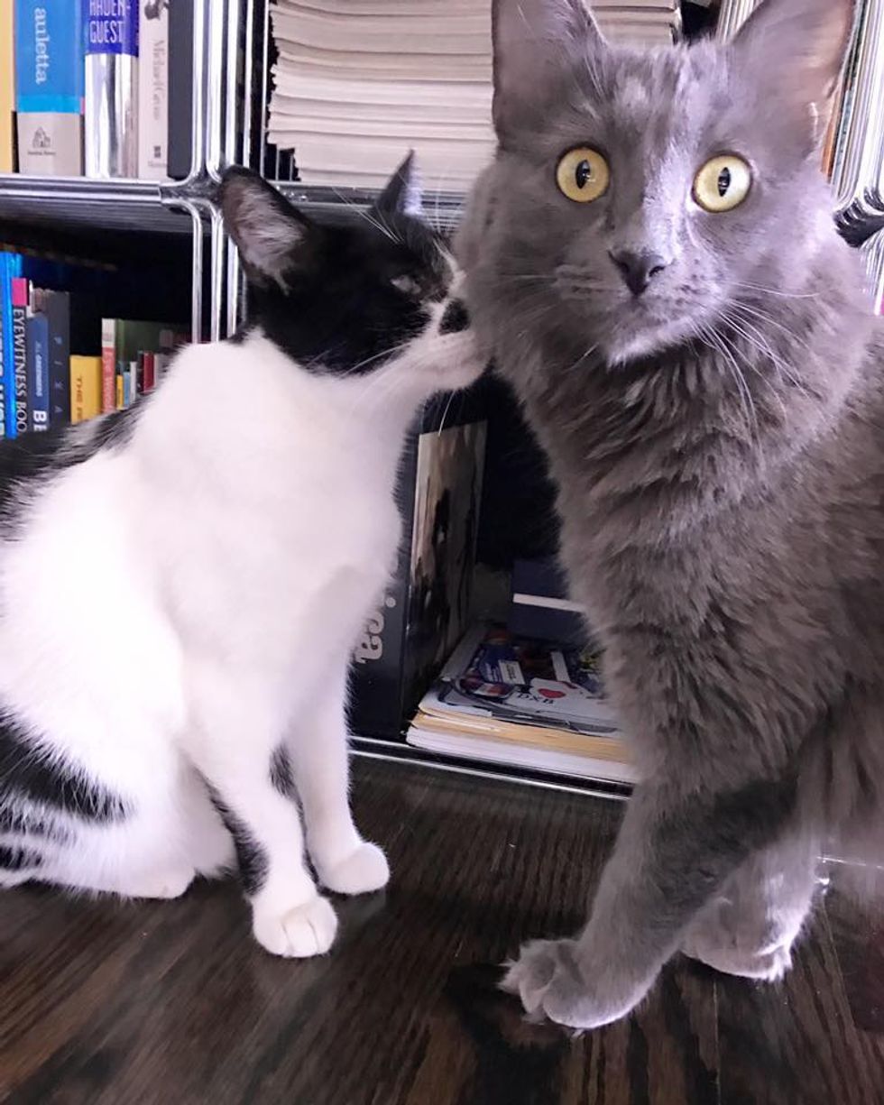 Cat Found Covered in Purple Has Grown Back His Glorious Gray Coat (with ...