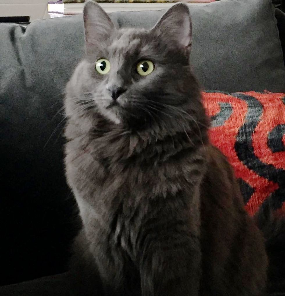 Cat Found Covered in Purple Has Grown Back His Glorious Gray Coat (with ...