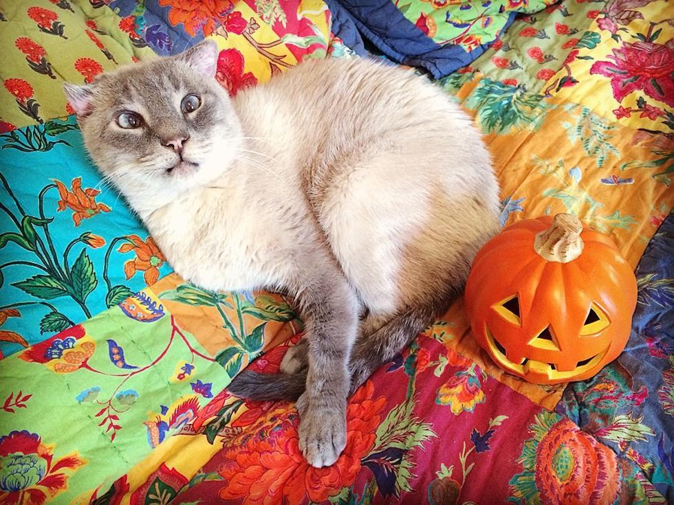 Senior Cat Lost Ears and Teeth Finds Happiness Through Love - Love Meow