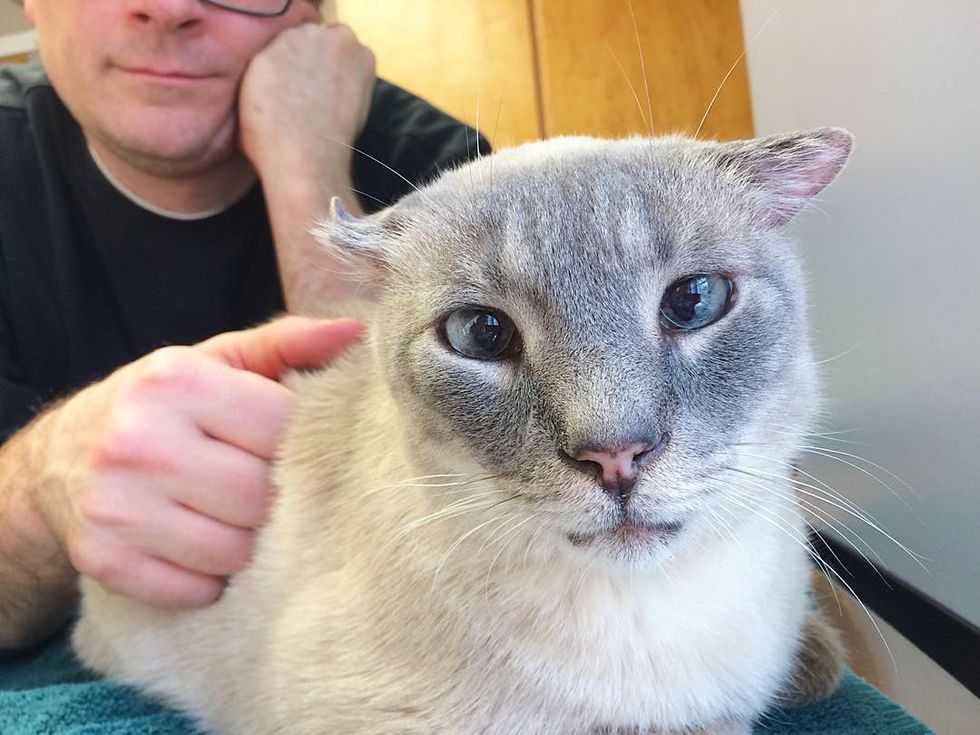 Senior Cat Lost Ears and Teeth Finds Happiness Through Love - Love Meow