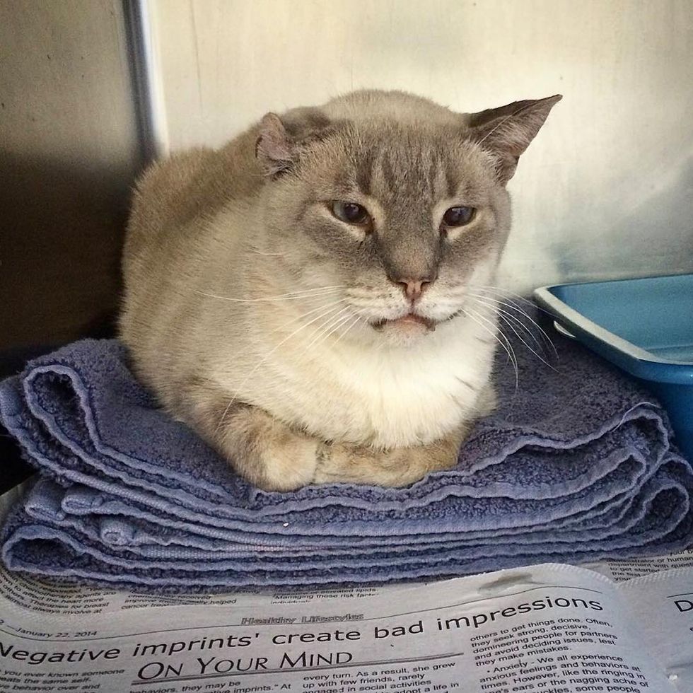 Senior Cat Lost Ears and Teeth Finds Happiness Through Love - Love Meow