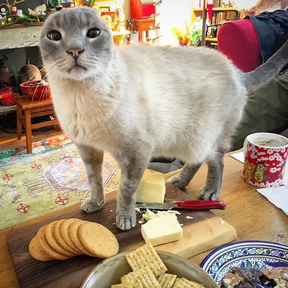 Senior Cat Lost Ears and Teeth Finds Happiness Through Love - Love Meow