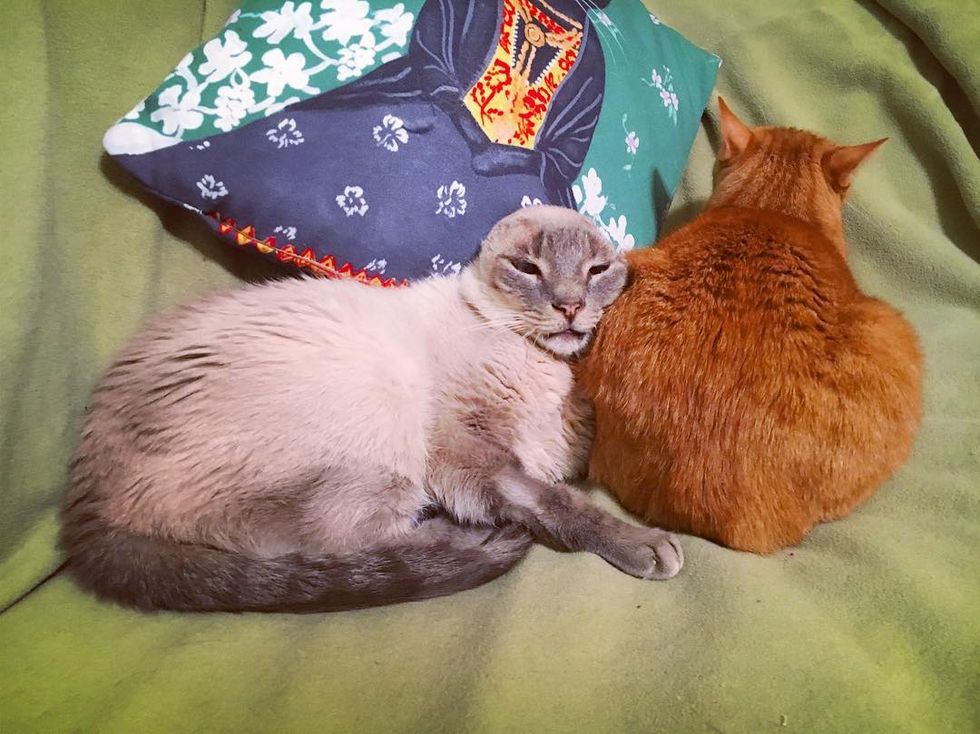 Senior Cat Lost Ears and Teeth Finds Happiness Through Love - Love Meow