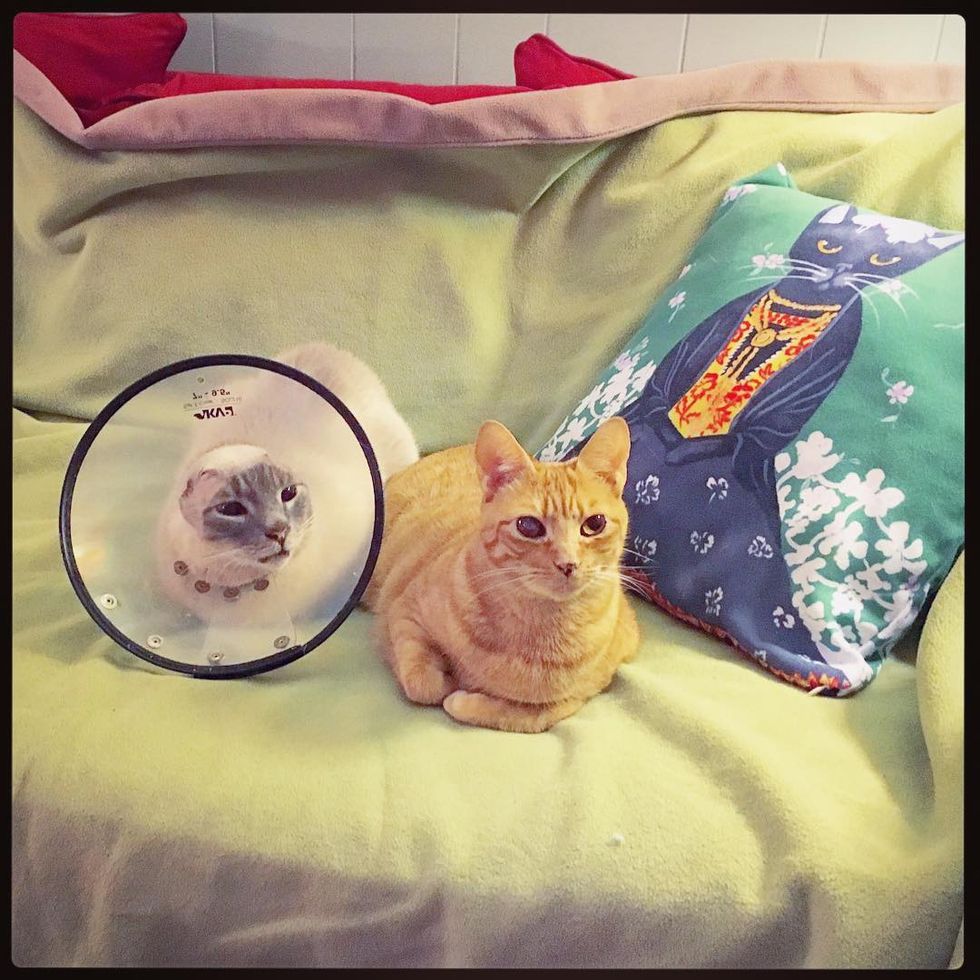 Senior Cat Lost Ears and Teeth Finds Happiness Through Love - Love Meow
