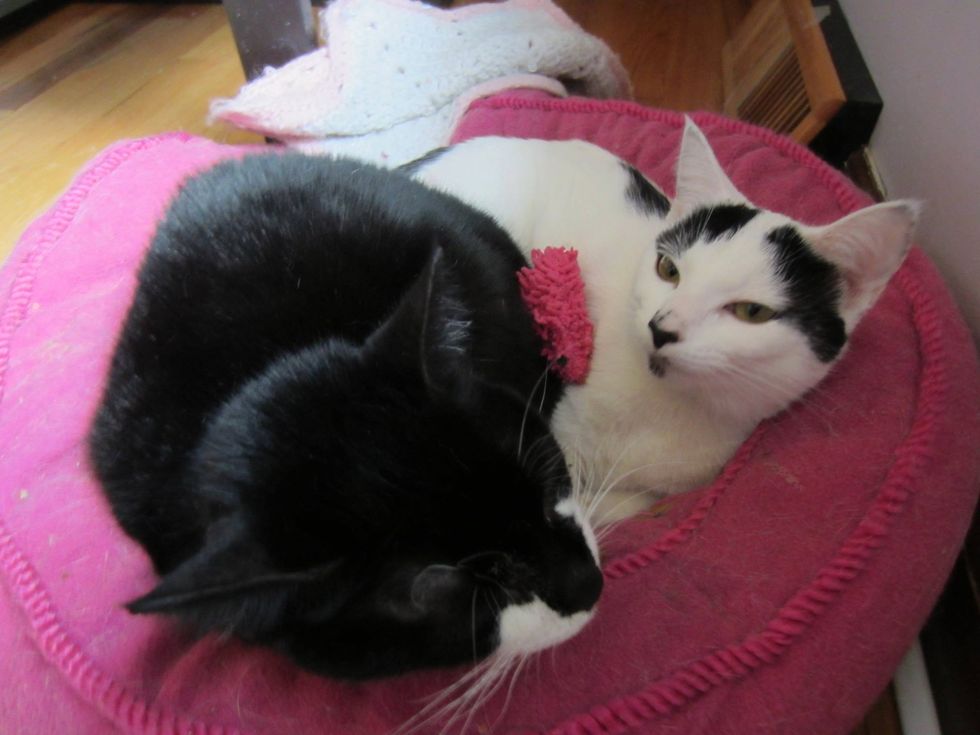 Cat Fights to Live Despite Trauma So She Can Save Her Only Kitten (with ...