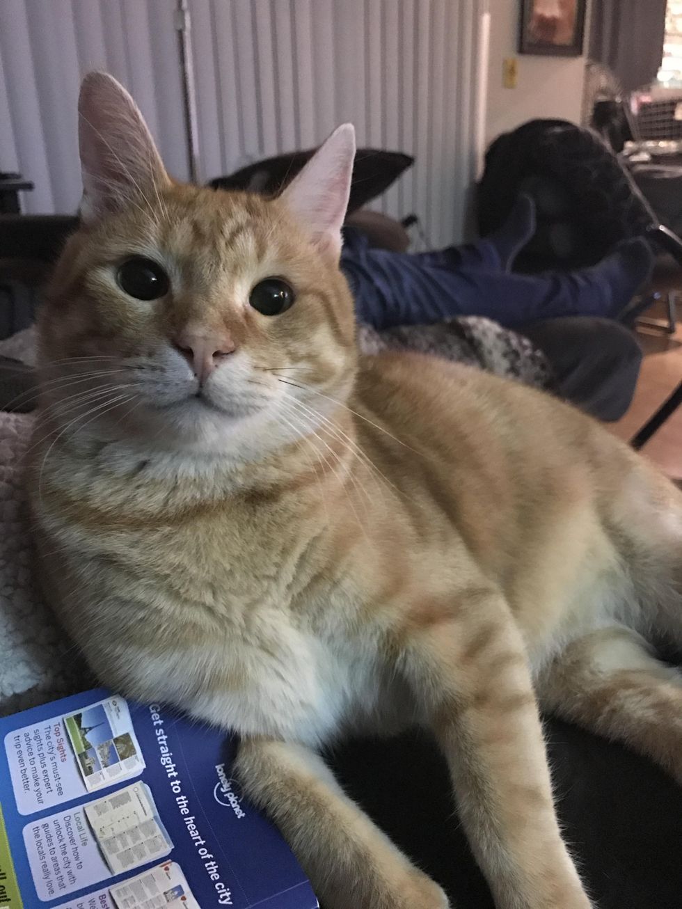 Ginger Cat Comes to Woman for Food One Day But Returns Unrecognizable ...