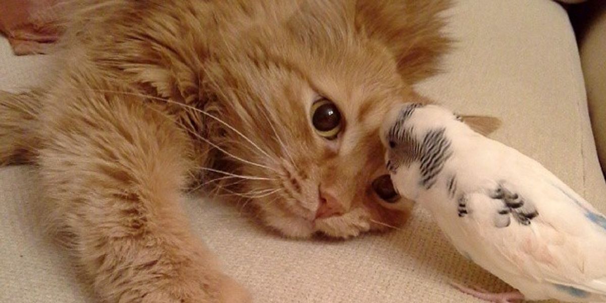 Senior Cat Becomes Family to Tiny Chirpy Friend Who Follows Him ...