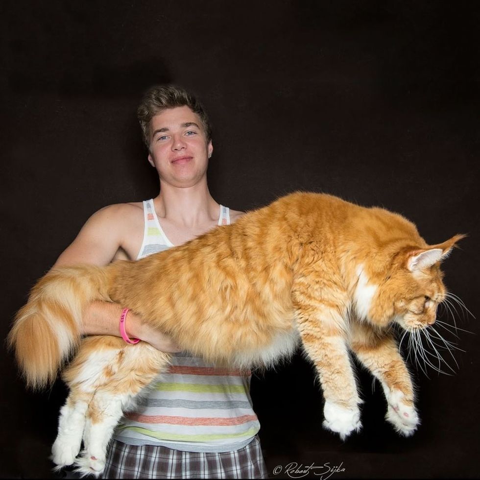 These 10+ Cats Are Perhaps the Most Majestic Creatures that Purr ...