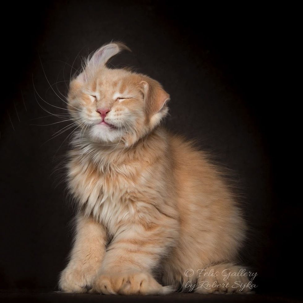 These 10+ Cats Are Perhaps the Most Majestic Creatures that Purr ...