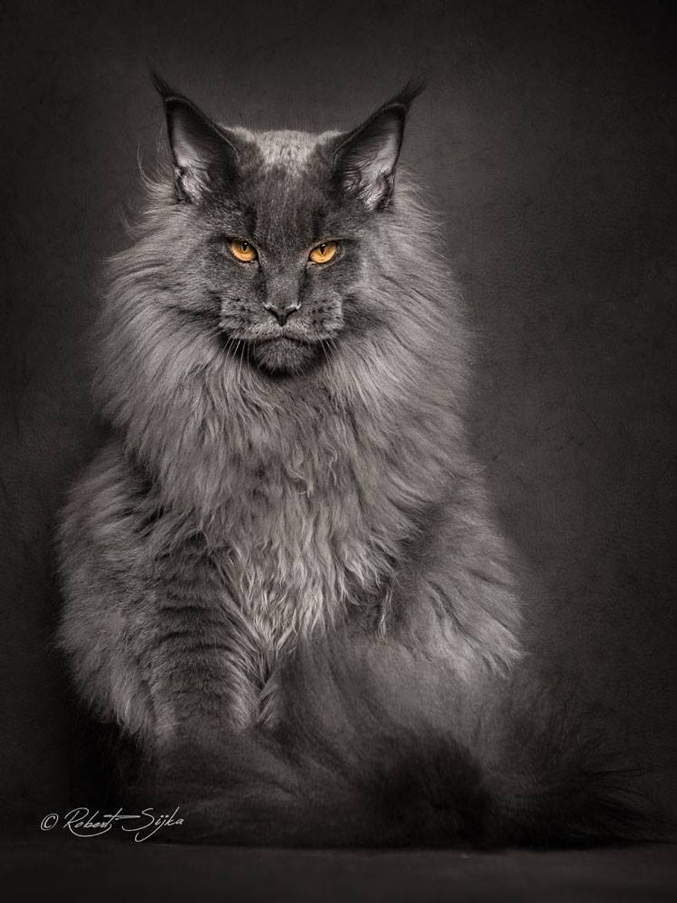 These 10+ Cats Are Perhaps the Most Majestic Creatures that Purr ...