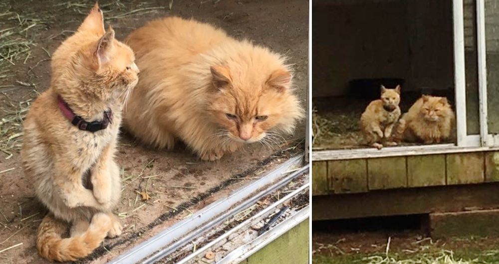 Special Cat Who Walks Like Kangaroo Bonds with Another Ginger After ...