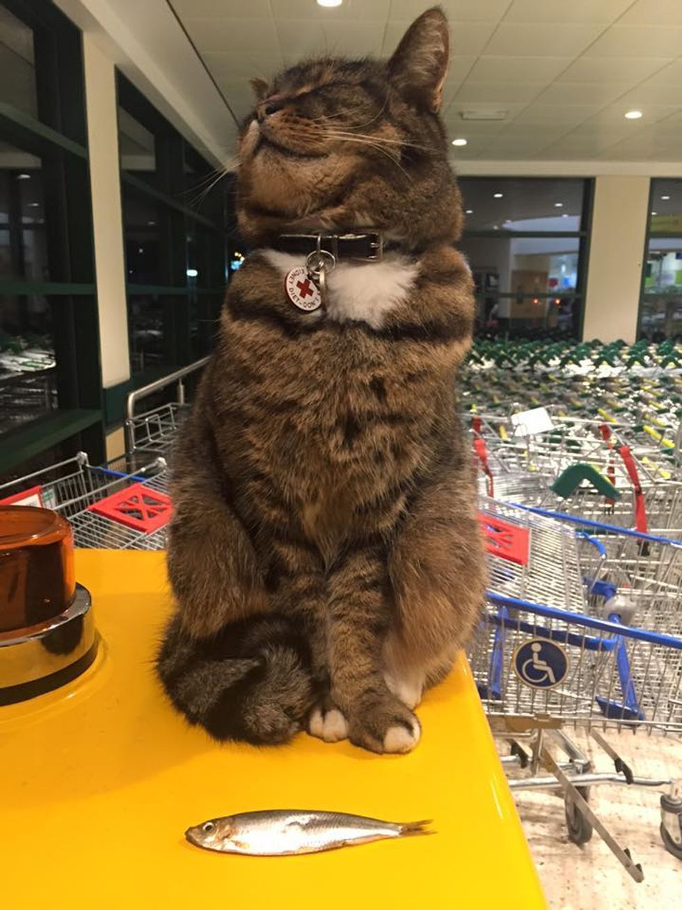 Beloved Supermarket Cat to Be Immortalized at Store He Visited Almost ...