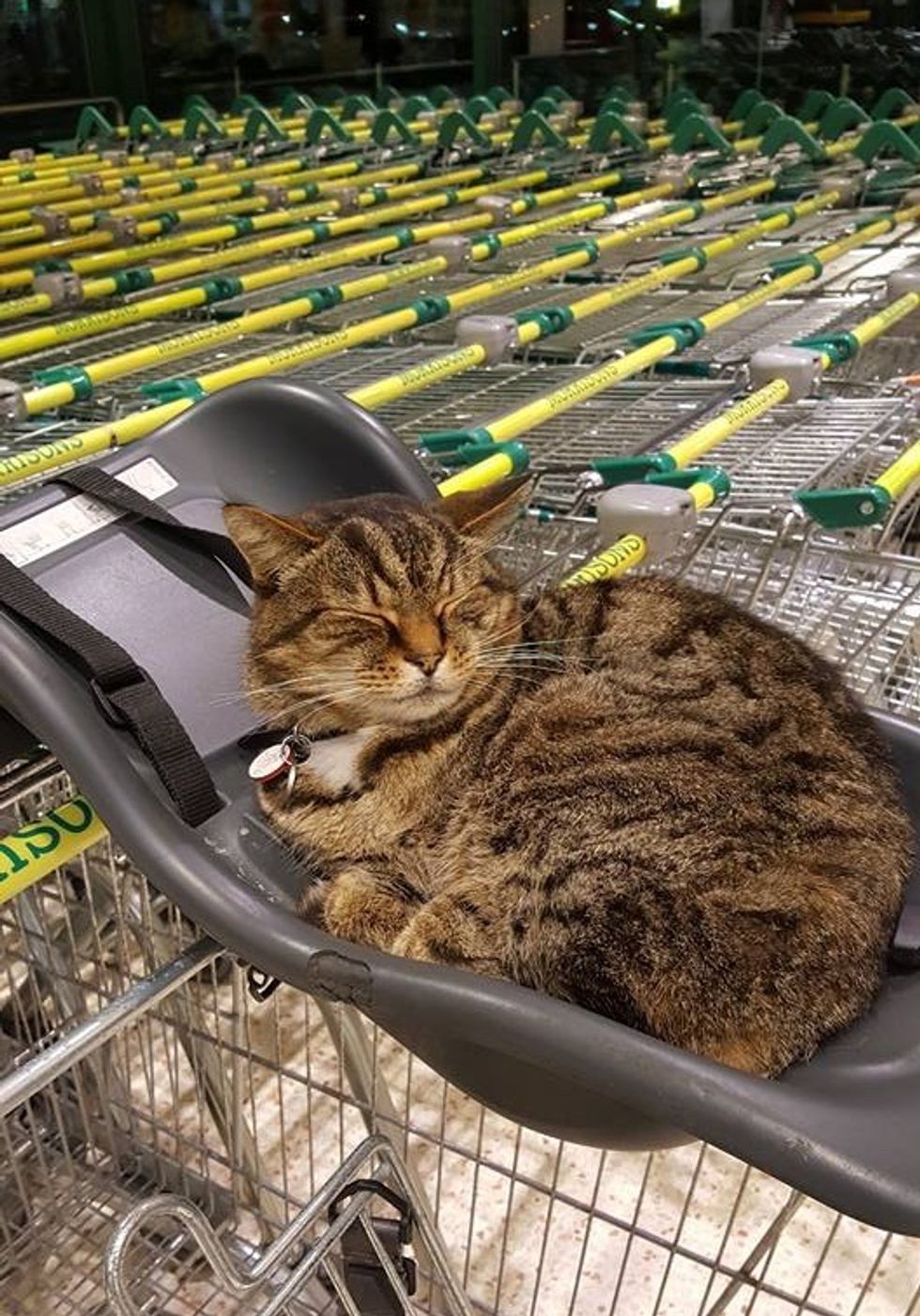 Beloved Supermarket Cat to Be Immortalized at Store He Visited Almost ...