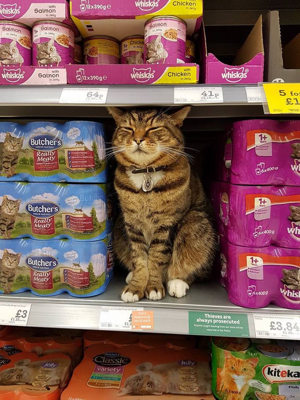 Beloved Supermarket Cat to Be Immortalized at Store He Visited Almost ...