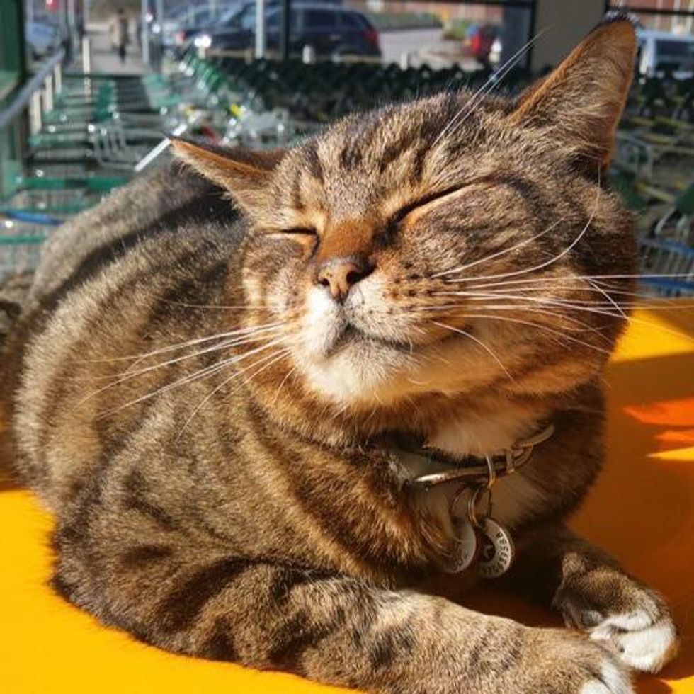 Beloved Supermarket Cat to Be Immortalized at Store He Visited Almost ...