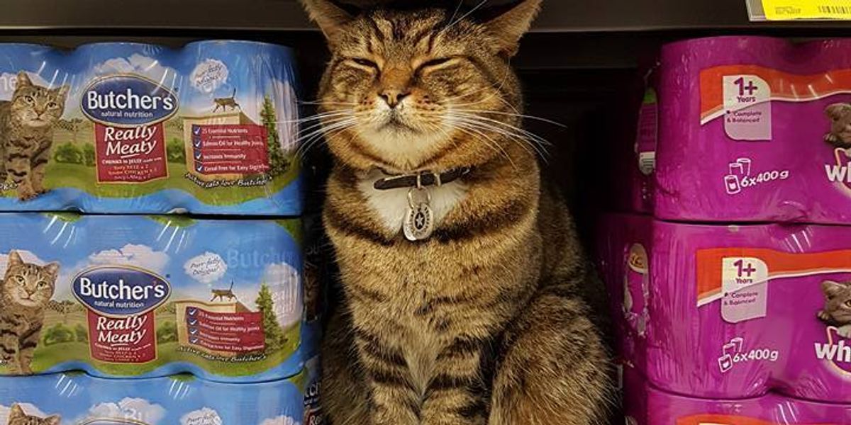 Beloved Supermarket Cat to Be Immortalized at Store He Visited Almost ...