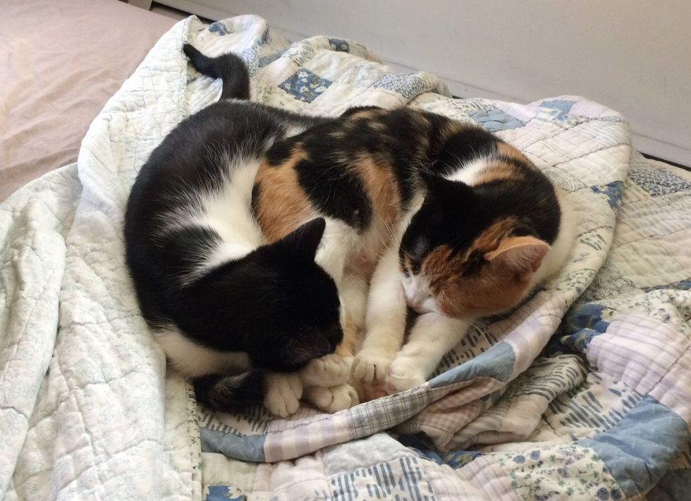 Cat Mom Protects Her Kitten in Storm Drain and Waits for Someone to ...