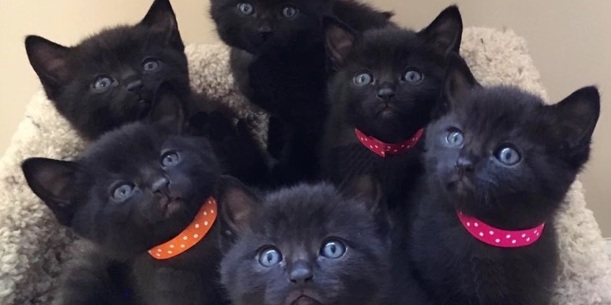 Stray Cat Saved from the Cold Brings Six Mini "Panthers" to Her ...