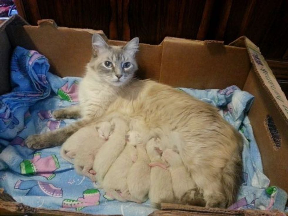 Rescue Stray Cat Surprises Family with Seven More (with Updates) - Love ...