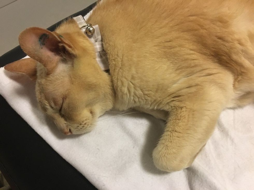 13-year Old Shelter Cat Is So Happy to Be Adopted, The Most Beautiful ...