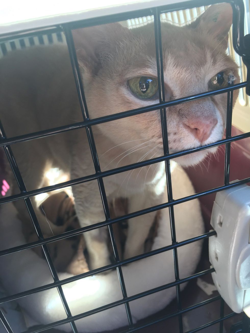 13-year Old Shelter Cat Is So Happy to Be Adopted, The Most Beautiful ...