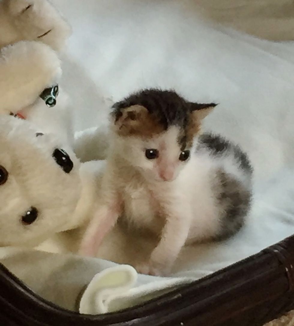 Woman Saves Orphaned Calico from Dumpster and is Surprised to Find Out ...