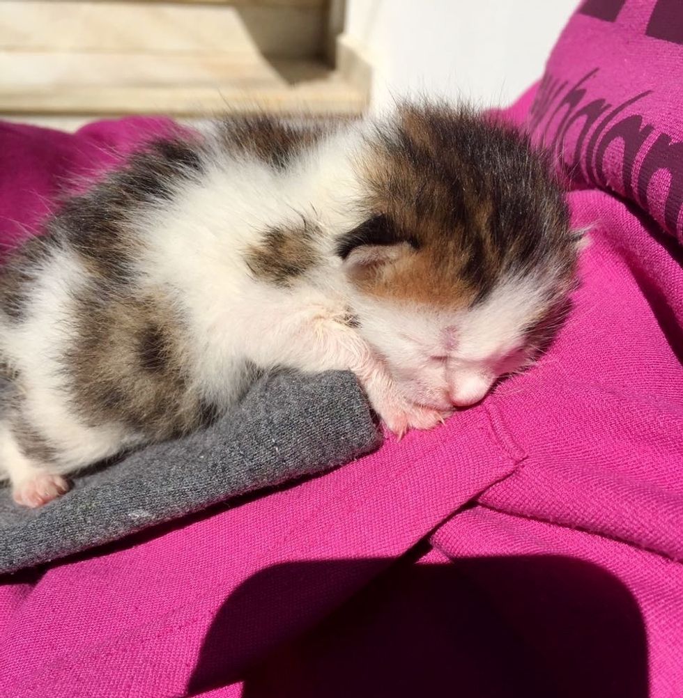 Woman Saves Orphaned Calico from Dumpster and is Surprised to Find Out ...