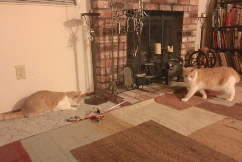 Cat Brothers Separated for 2 Years Find Each Other When Their Humans ...