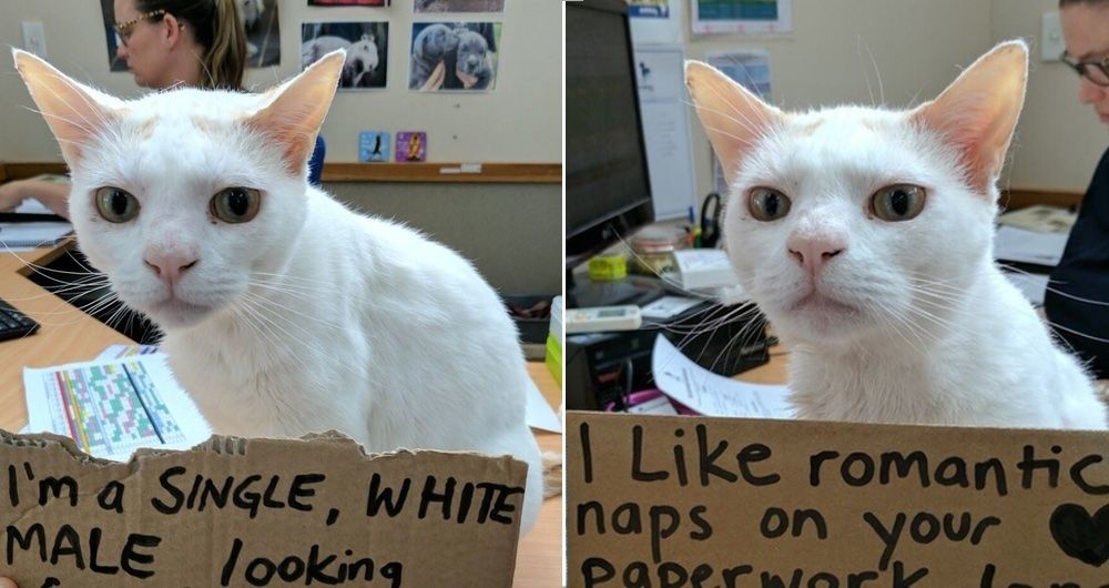 Shelter Tries to Find Home for Cat Who Has Been Waiting for Over 400 ...