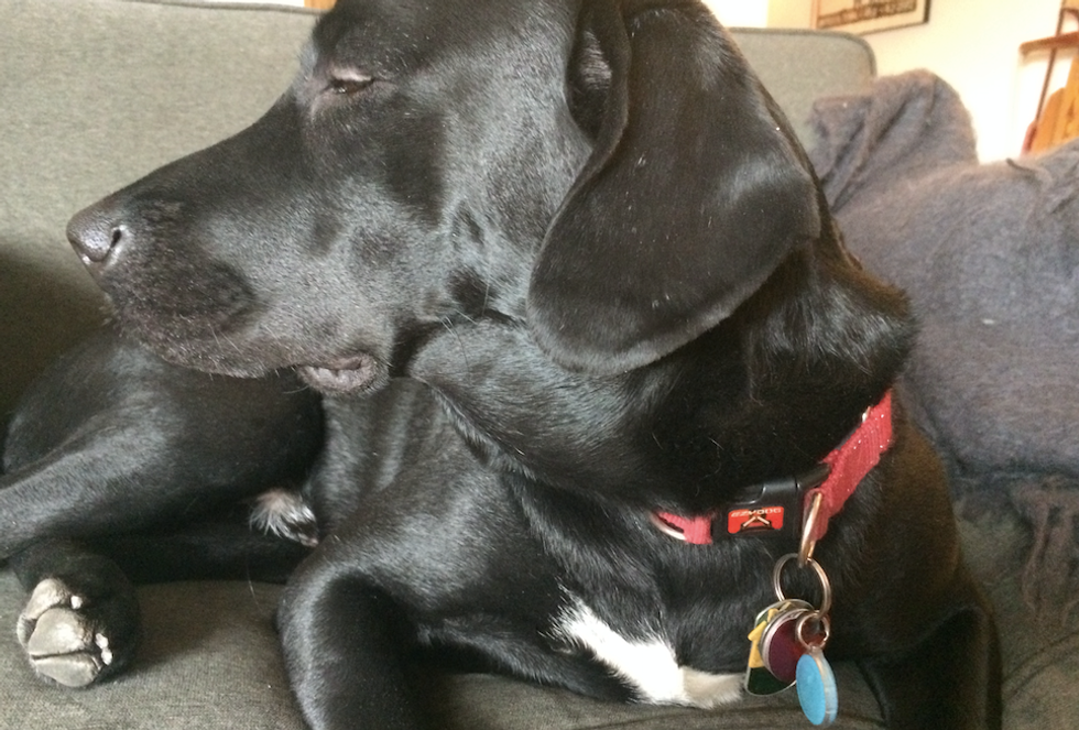 Review: Poof tracker lets you see the secret life of pets - Gearbrain