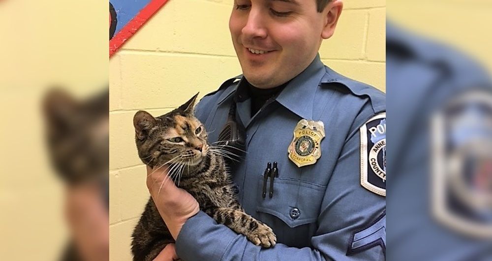 Officer Rescued Cat Who Lost Both Her Owners, Goes Back to Shelter for ...