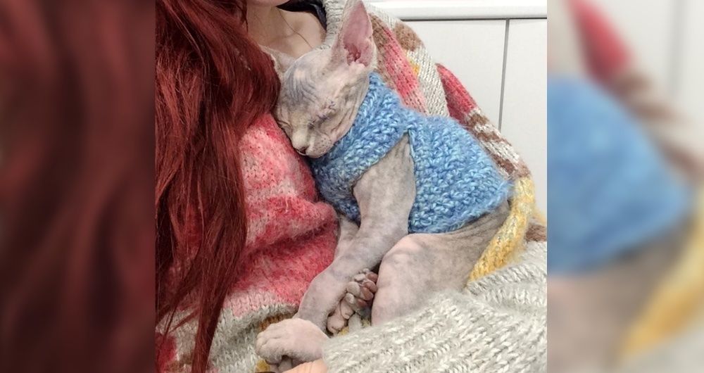 Hairless Kitten So Grateful to Be Saved, She Can't Stop Cuddling Her ...