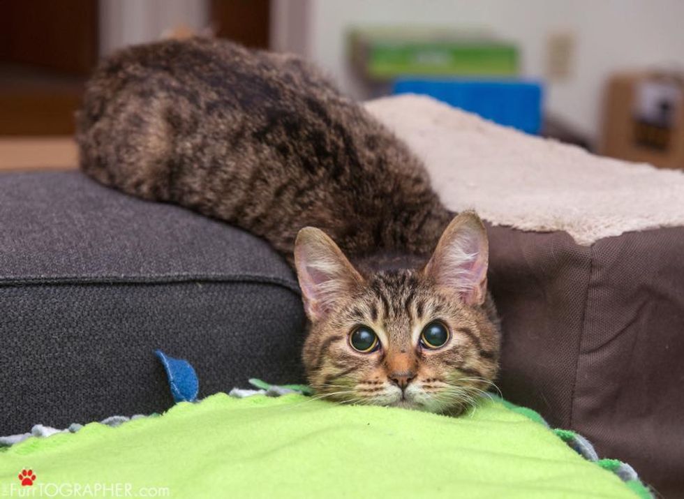 This Blind Kitty is a Bit Wobbly But He Surprises His Rescuers with His ...