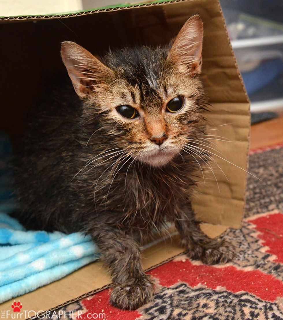 This Blind Kitty is a Bit Wobbly But He Surprises His Rescuers with His ...