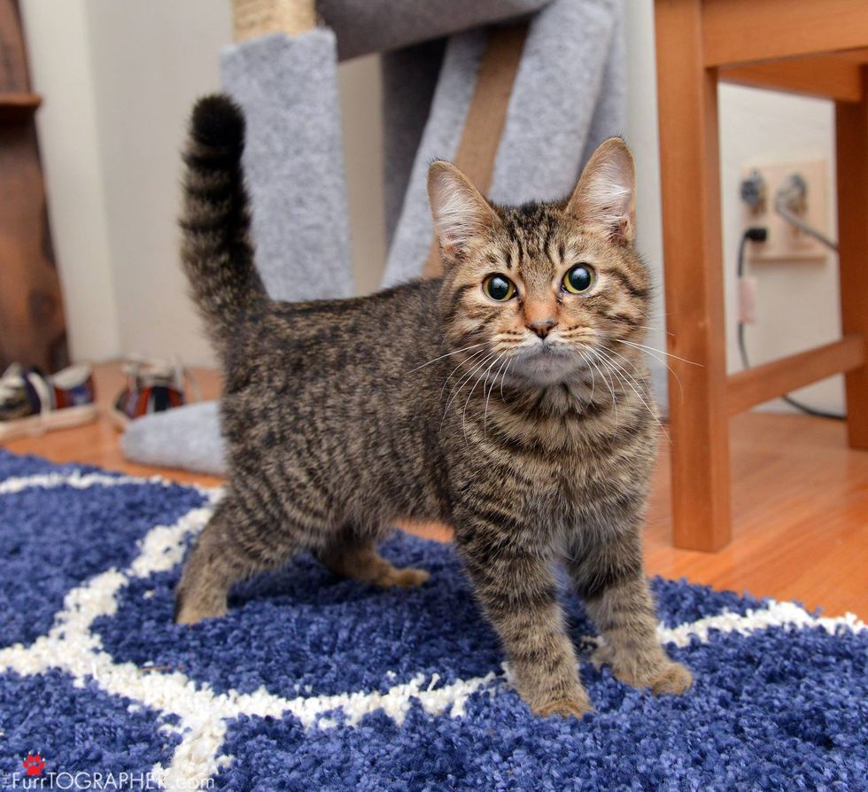 This Blind Kitty is a Bit Wobbly But He Surprises His Rescuers with His ...