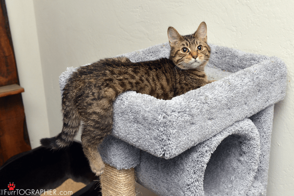 This Blind Kitty is a Bit Wobbly But He Surprises His Rescuers with His ...