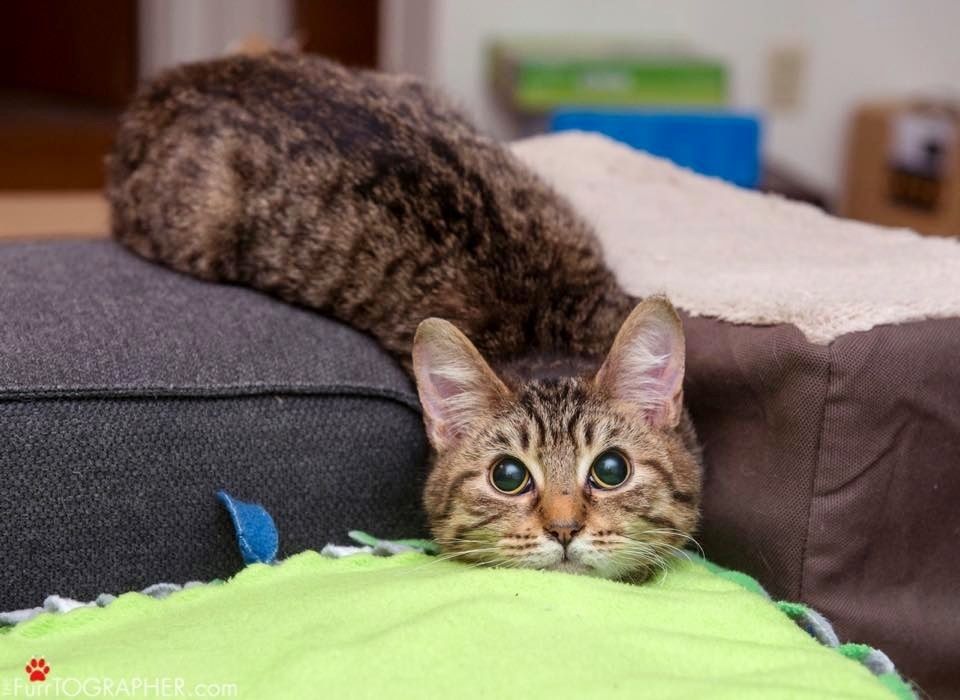 This Blind Kitty is a Bit Wobbly But He Surprises His Rescuers with His ...