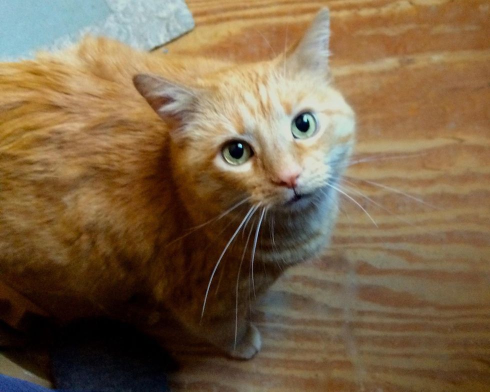 "Unwanted" Ginger Cat Shows Up on Doorstep Asking Family to Take Him in ...