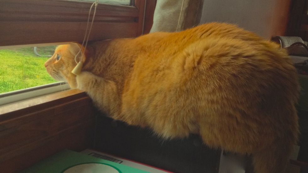 "Unwanted" Ginger Cat Shows Up on Doorstep Asking Family to Take Him in ...