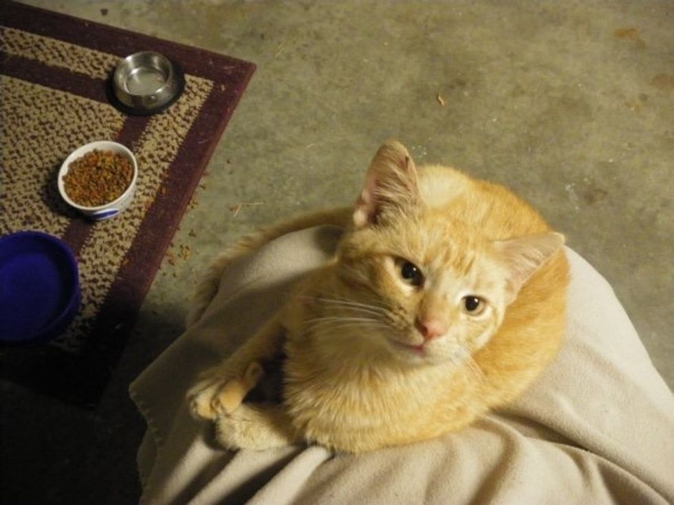 "Unwanted" Ginger Cat Shows Up on Doorstep Asking Family to Take Him in ...