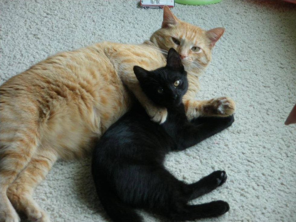 "Unwanted" Ginger Cat Shows Up on Doorstep Asking Family to Take Him in ...