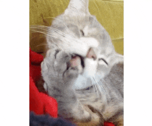Couple Takes a Chance on a Special Cat Who Couldn't Find a Home, Now 2 ...