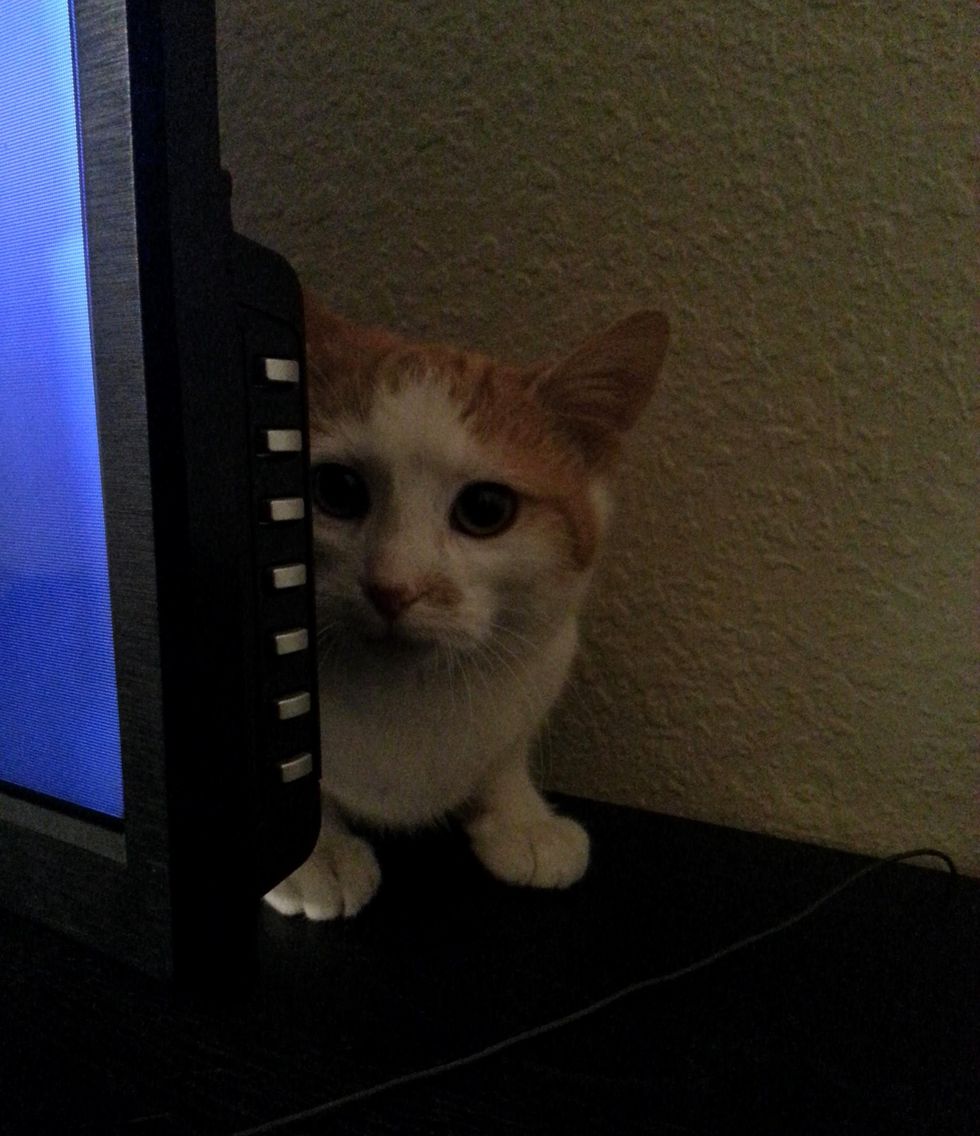 Kitten Too Scared to Leave Her Box at Shelter, Then a Month After ...