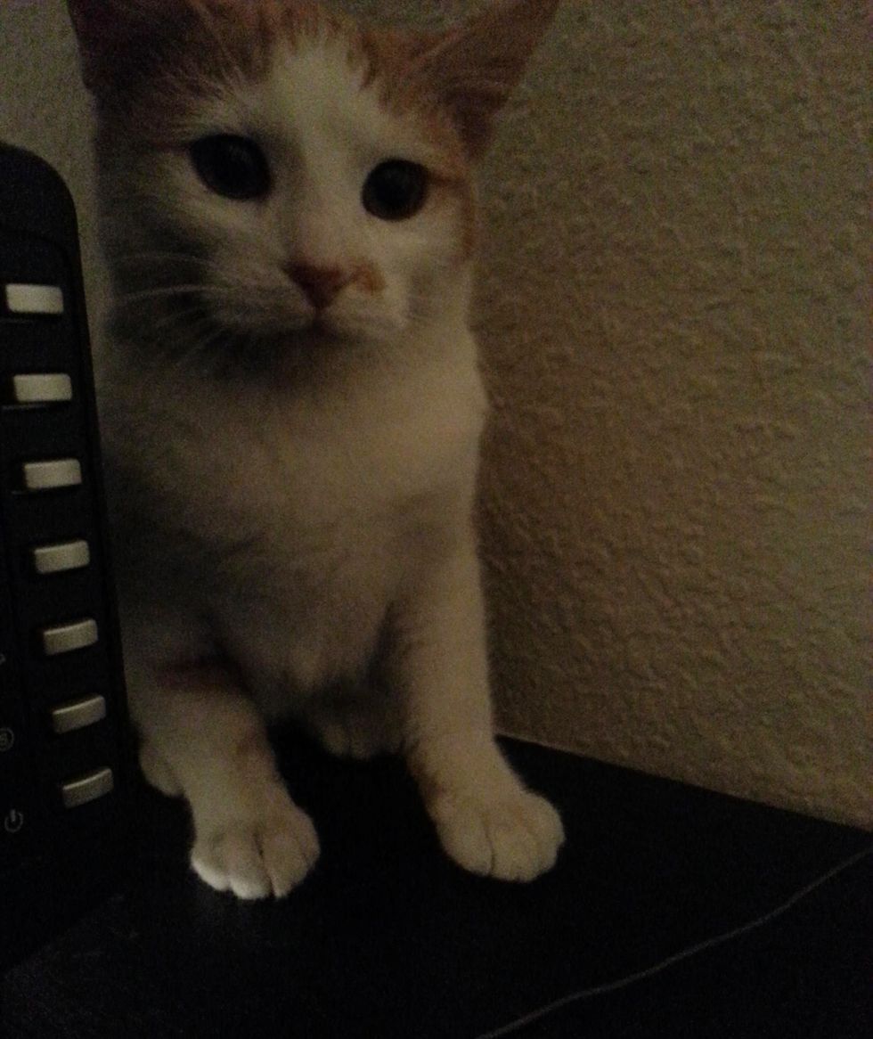 Kitten Too Scared to Leave Her Box at Shelter, Then a Month After ...