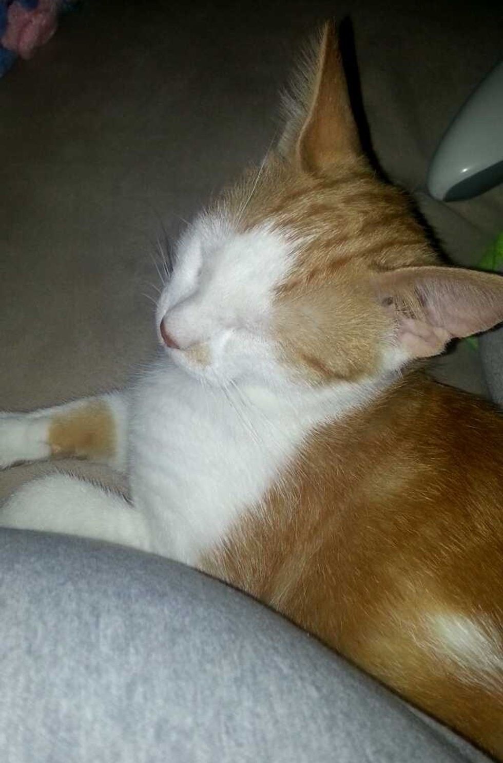 Kitten Too Scared to Leave Her Box at Shelter, Then a Month After ...