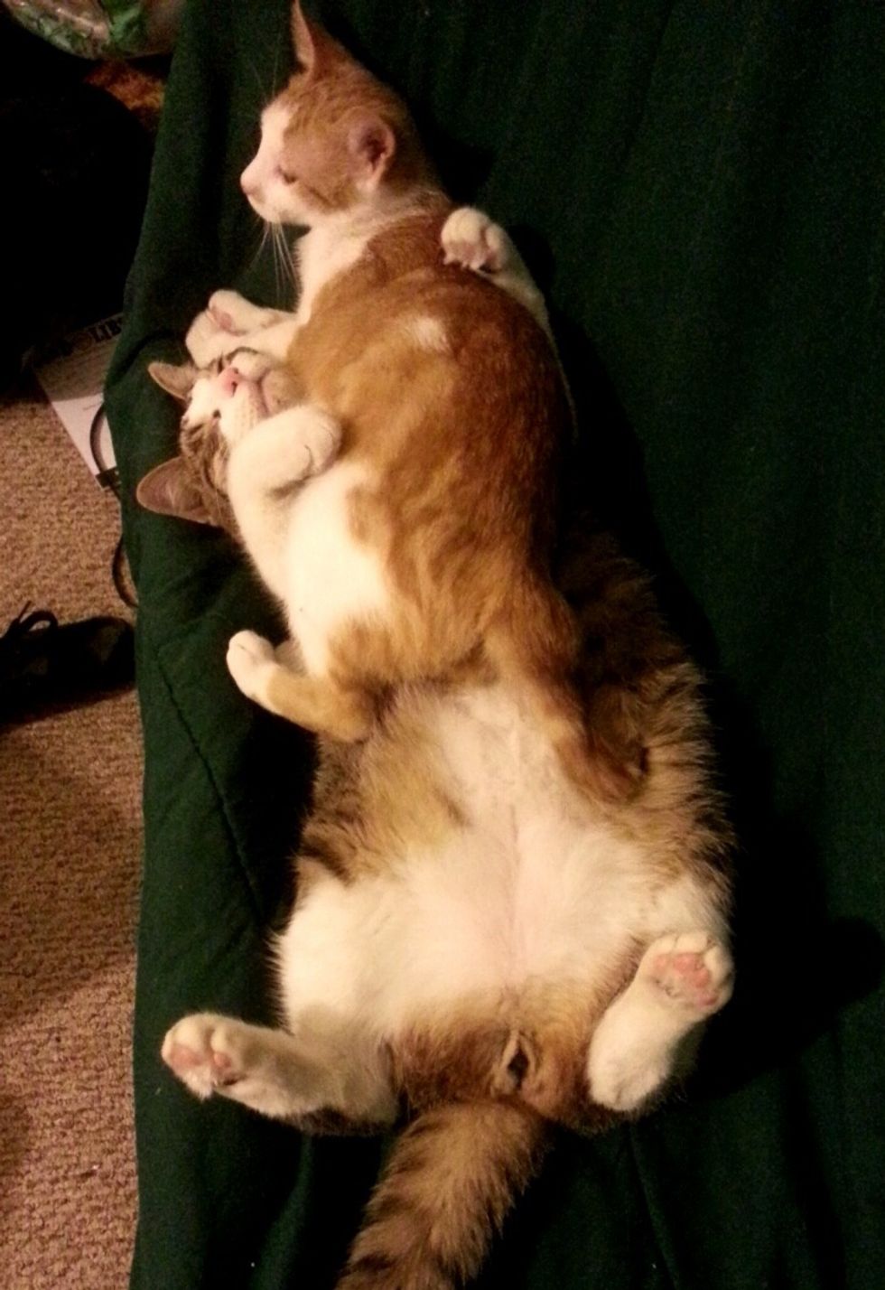 Kitten Too Scared to Leave Her Box at Shelter, Then a Month After ...